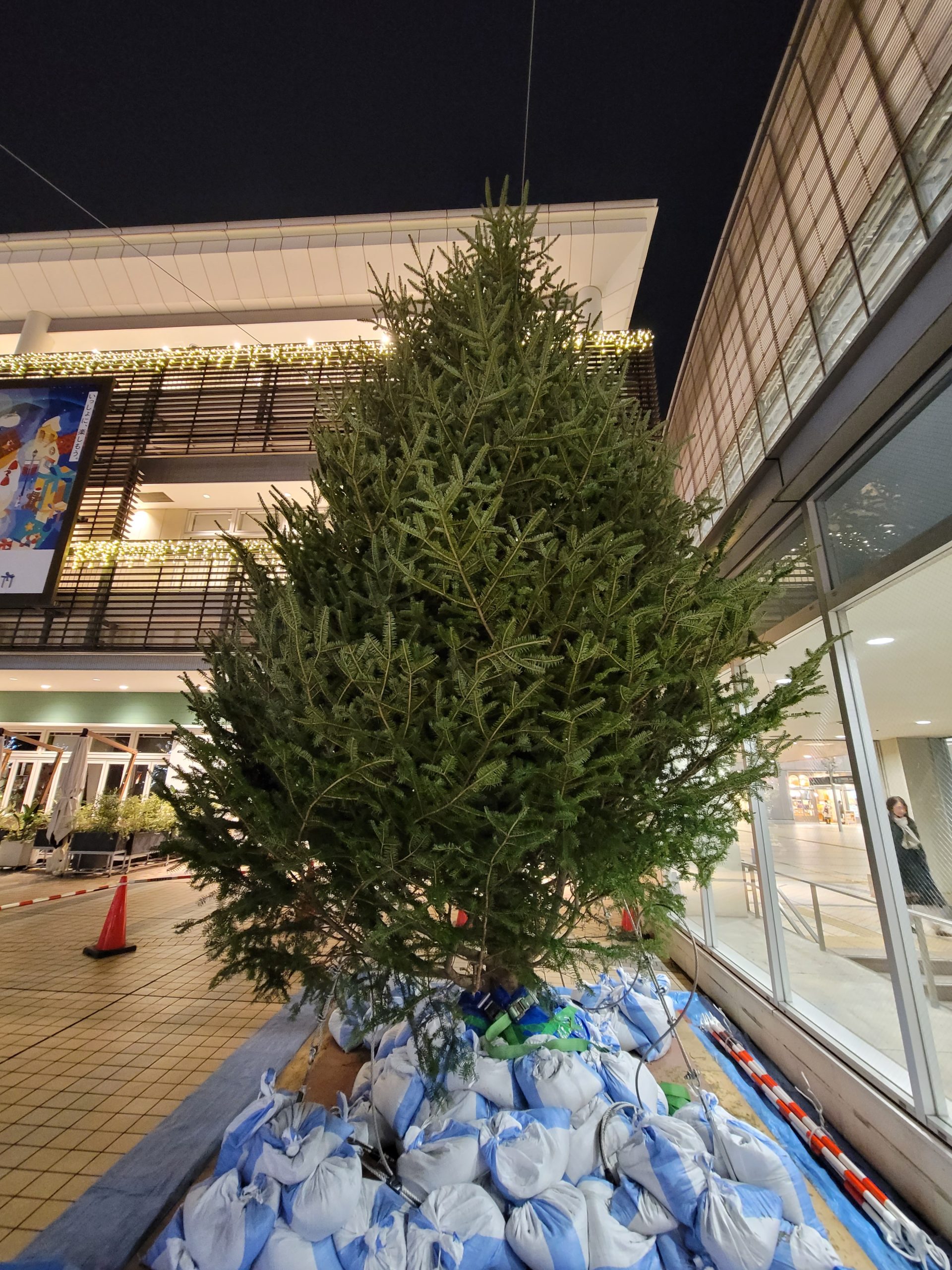 もみの木 | たまプラーザの美容院・美容室 Din kant【ディンカント】